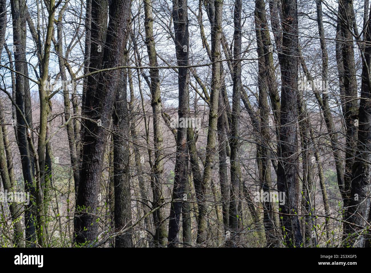A forest in winter showcases tall, leafless trees with thin branches ...