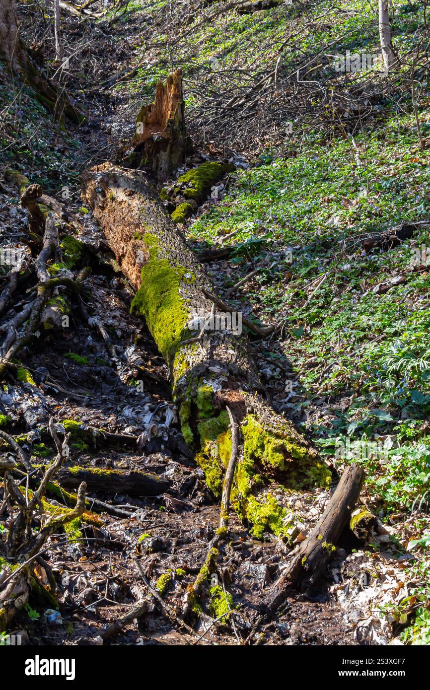 Environment rich in timber resources hi-res stock photography and ...