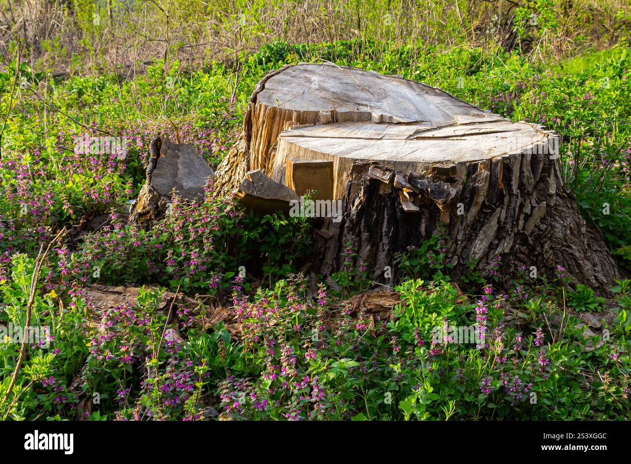 Tree stump surrounded bright hi-res stock photography and images - Alamy