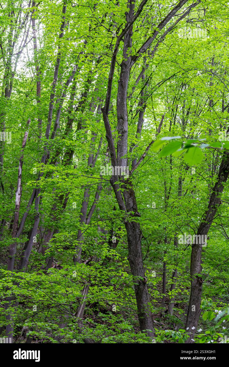 Tall trees with dense green leaves create a tranquil atmosphere in the ...