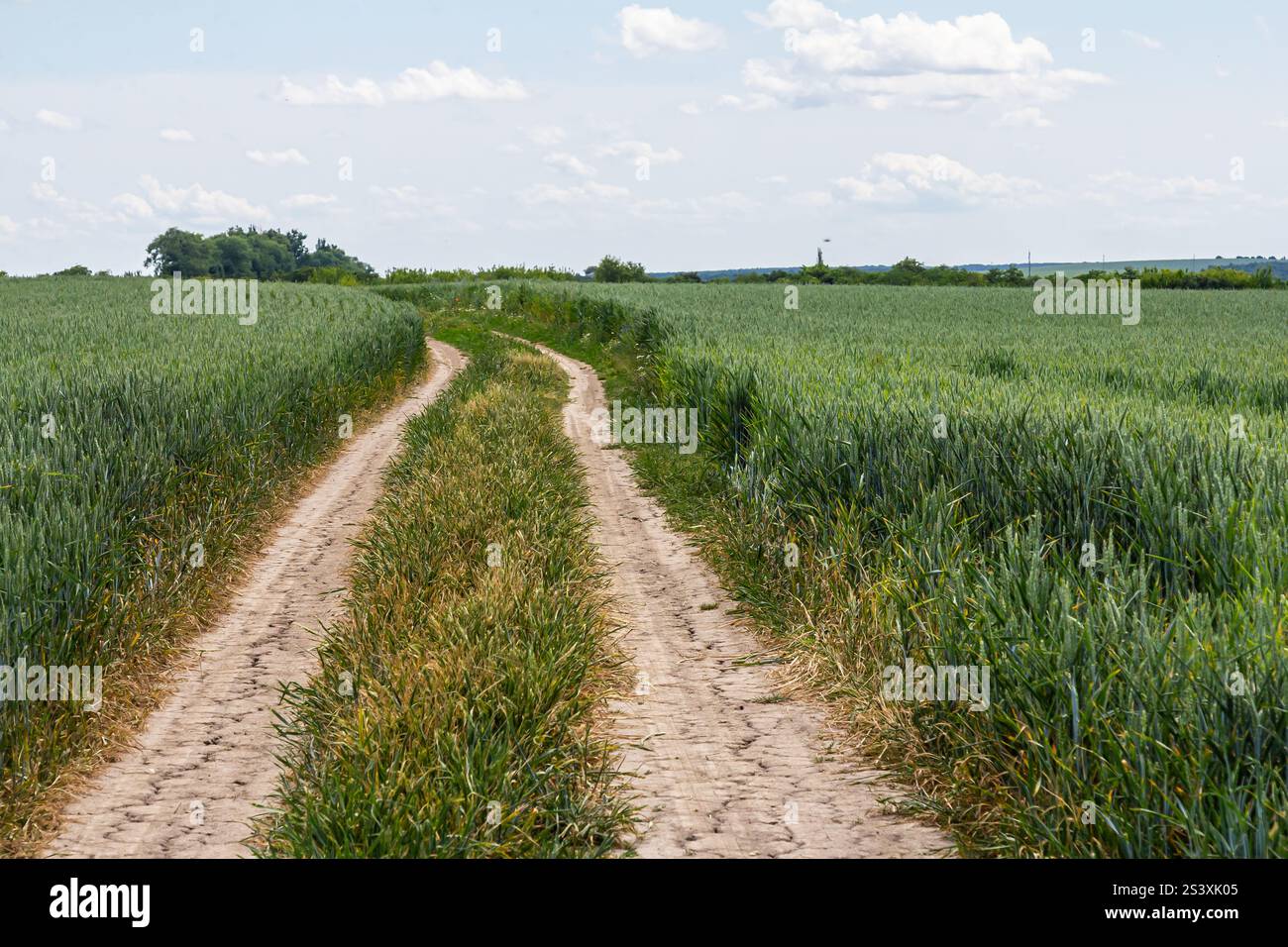 A dirt path winds through vibrant green fields under a clear blue sky ...