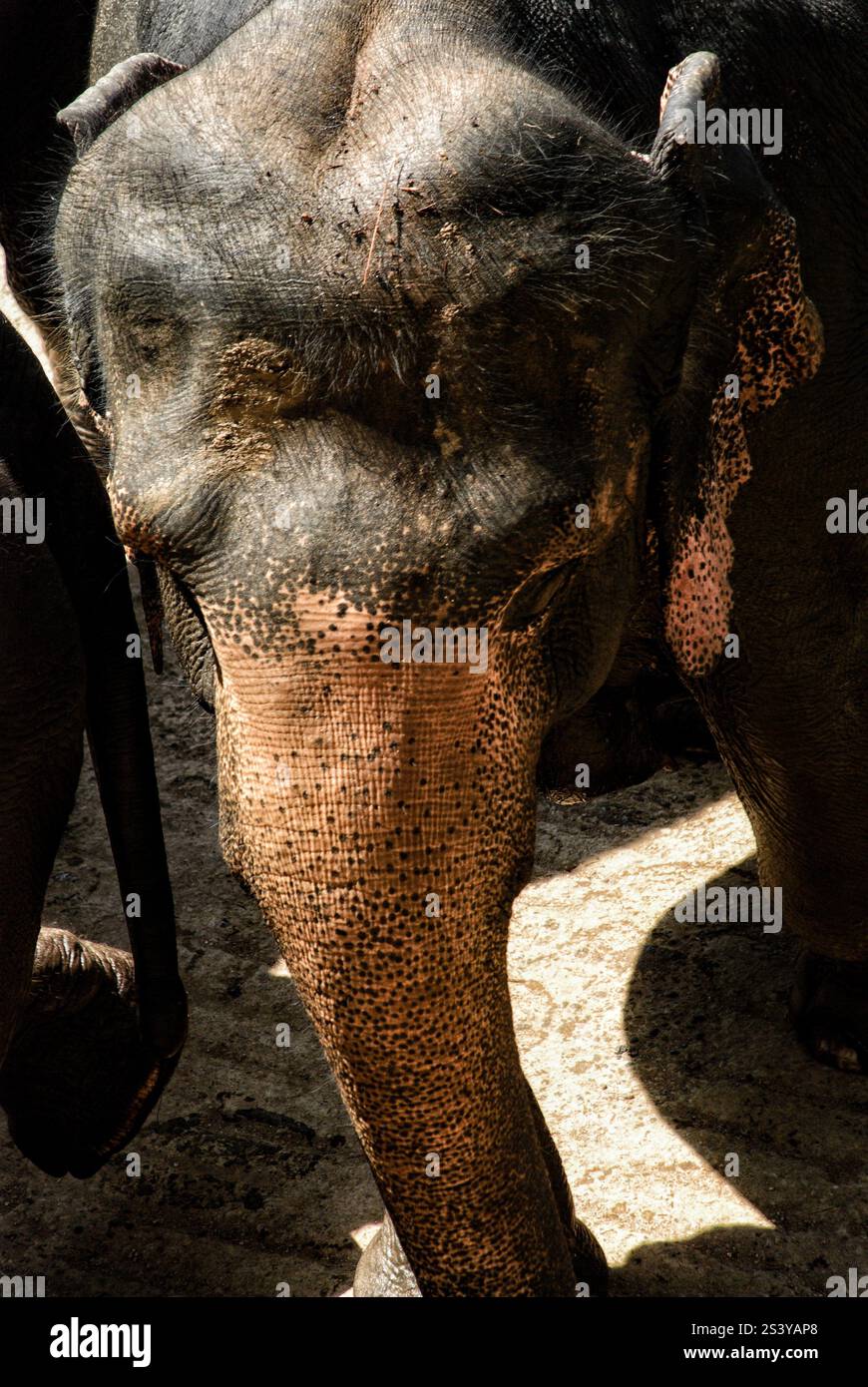 Elephant close-up shot at the Pinnawala elephant orphanage, Sri Lanka ...