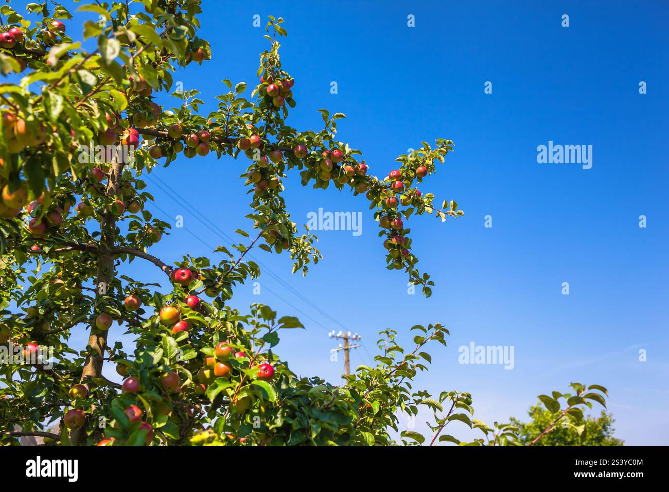 Branches of apple tree with ripe fruits near old telegraph pole of ...