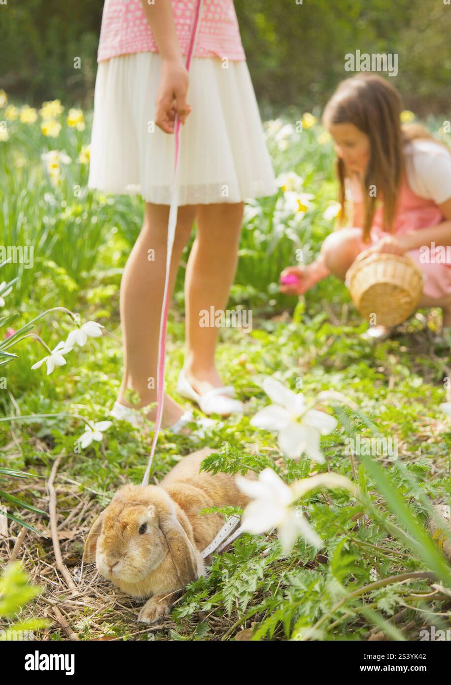 Girl walking lop-eared rabbit on leash at Easter egg hunt Stock Photo ...