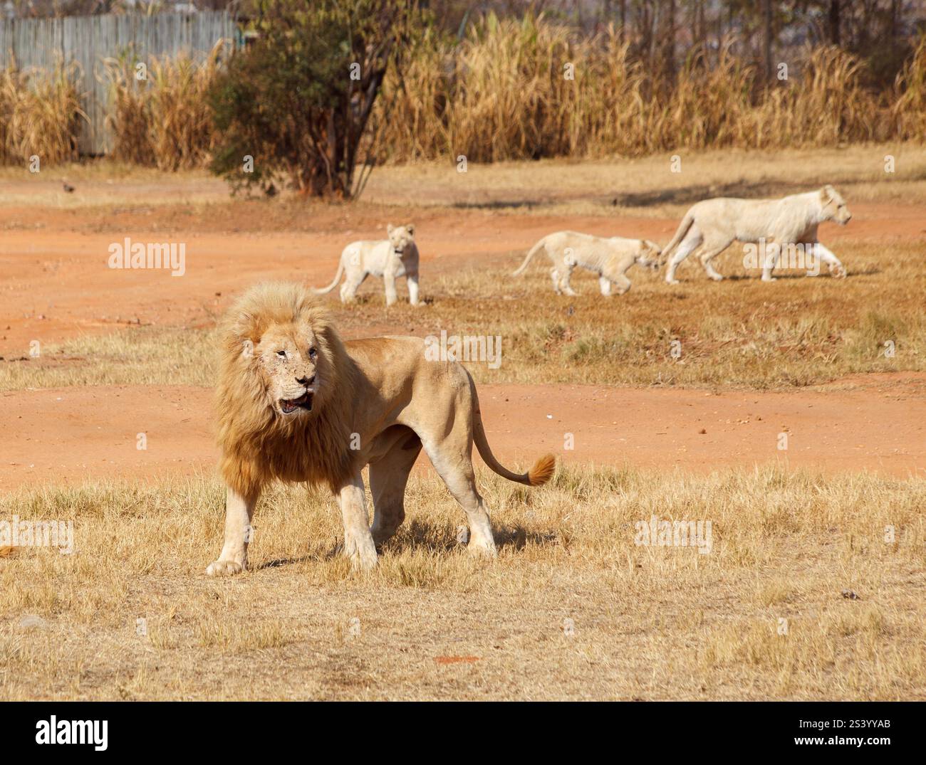 A fierceful male lion in the first plane and a lioness with two cubs ...