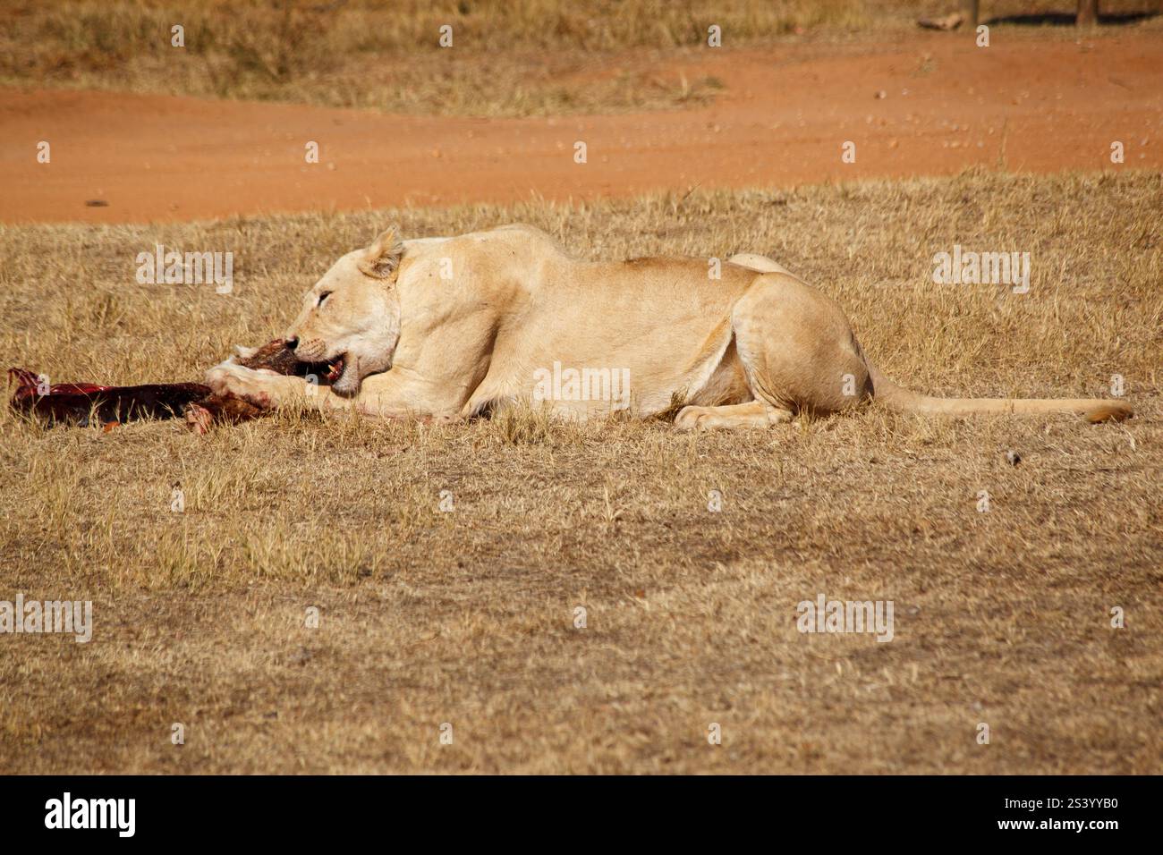A lioness eating a large piece of meat on the savannah, Lion and Safari ...