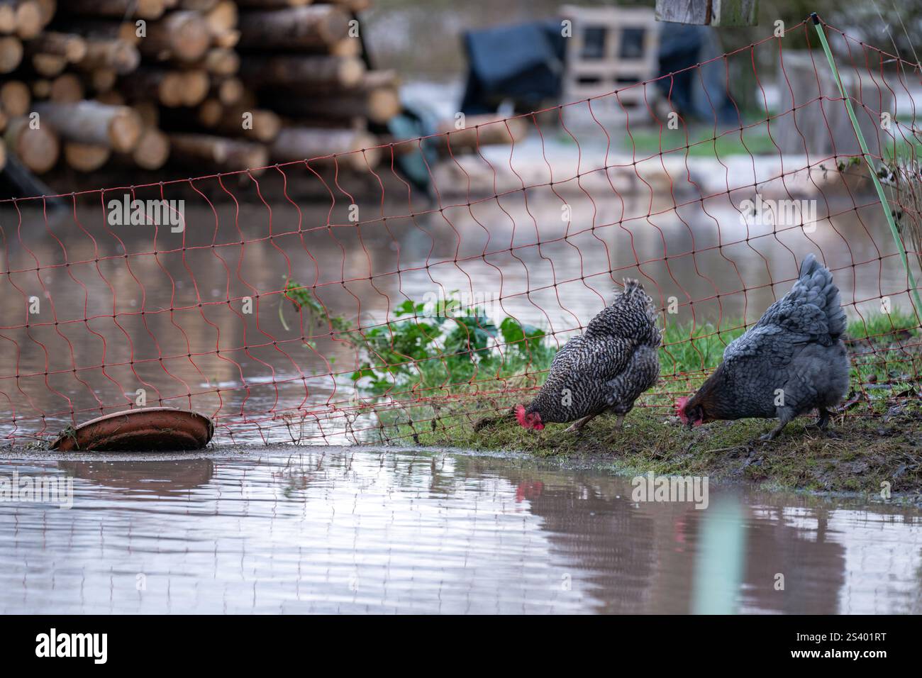 Hemmendorf, Germany. 10th Jan, 2025. Two chickens are surrounded by ...
