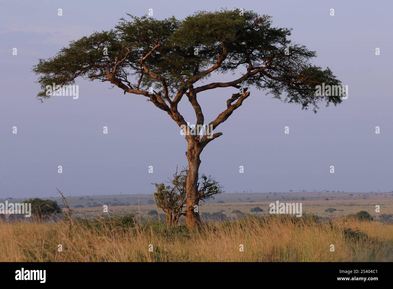 Standing tall and timeless on the African savanna. A symbol of ...