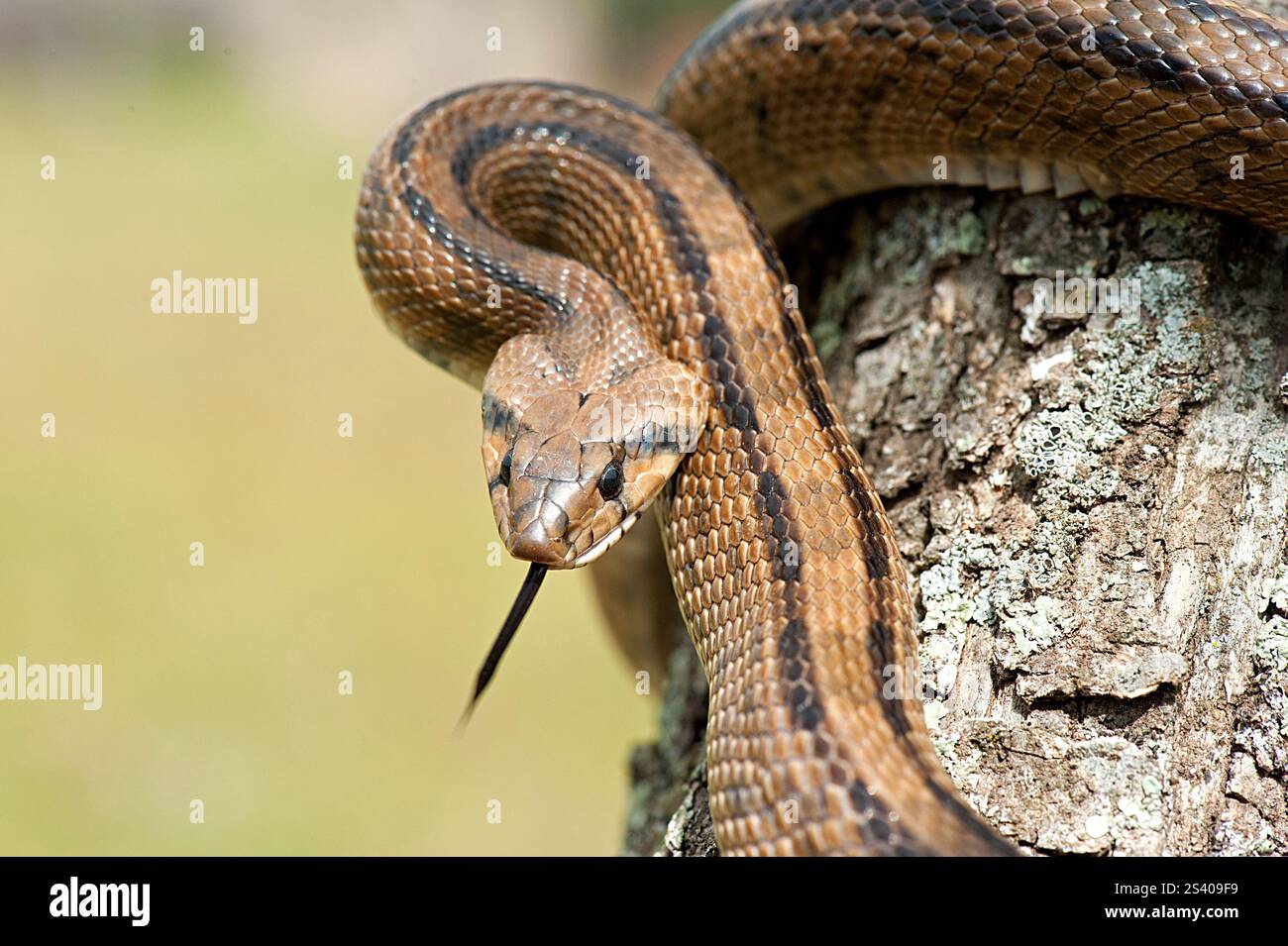 Ladder snake in defensive position Stock Photo - Alamy