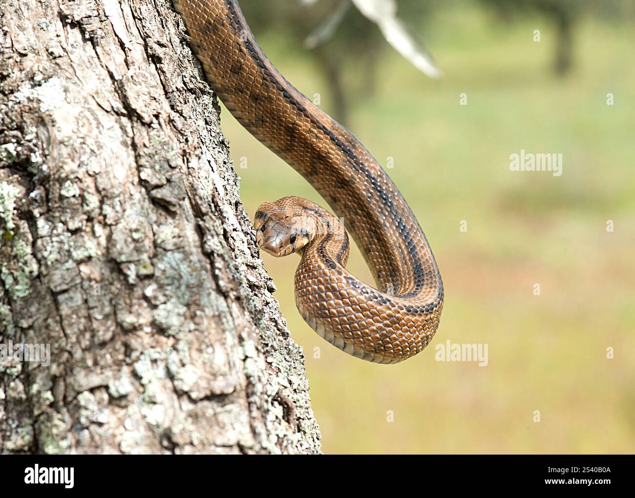 Snake and ladder hi-res stock photography and images - Alamy