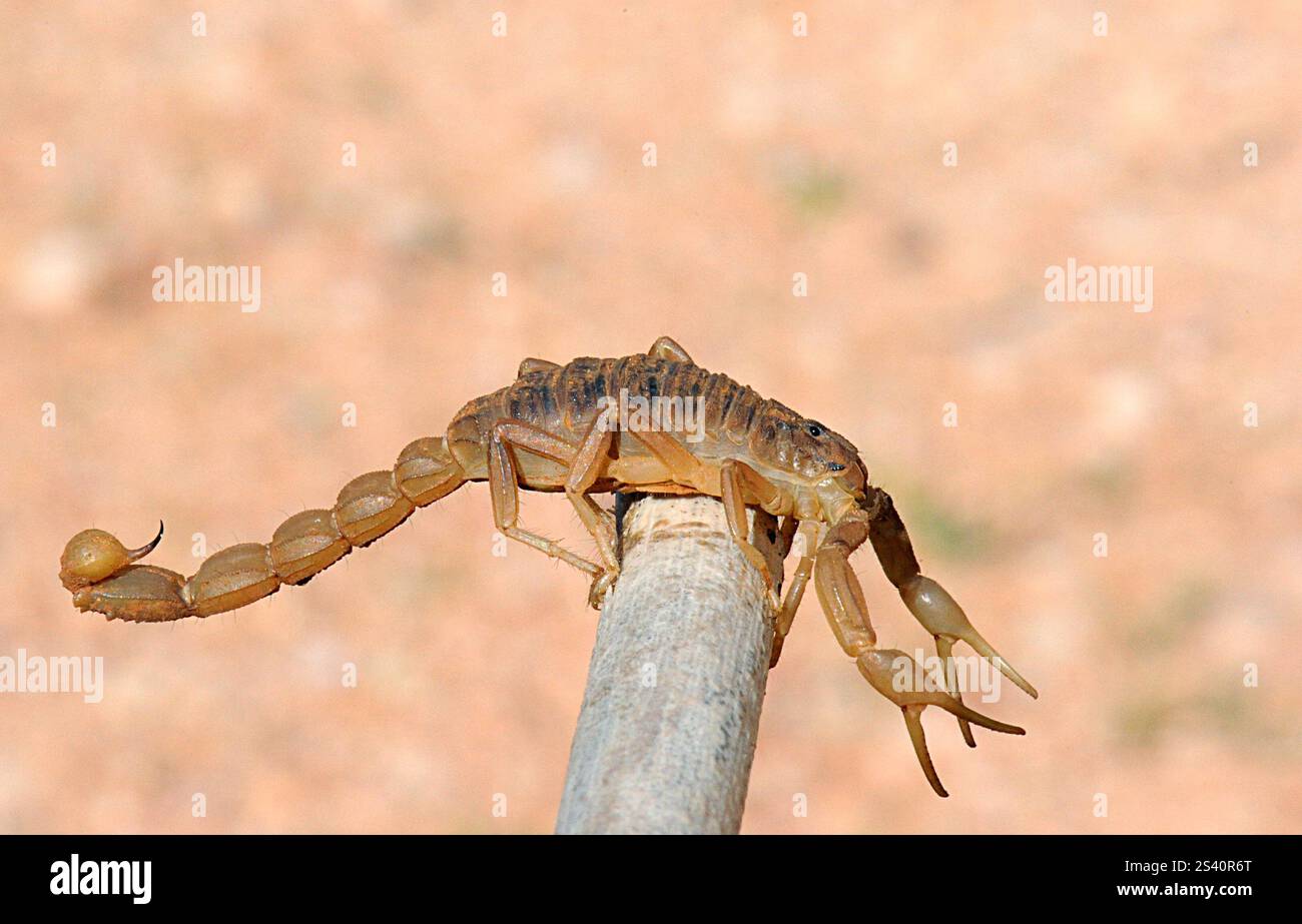 Common yellow scorpion Stock Photo - Alamy