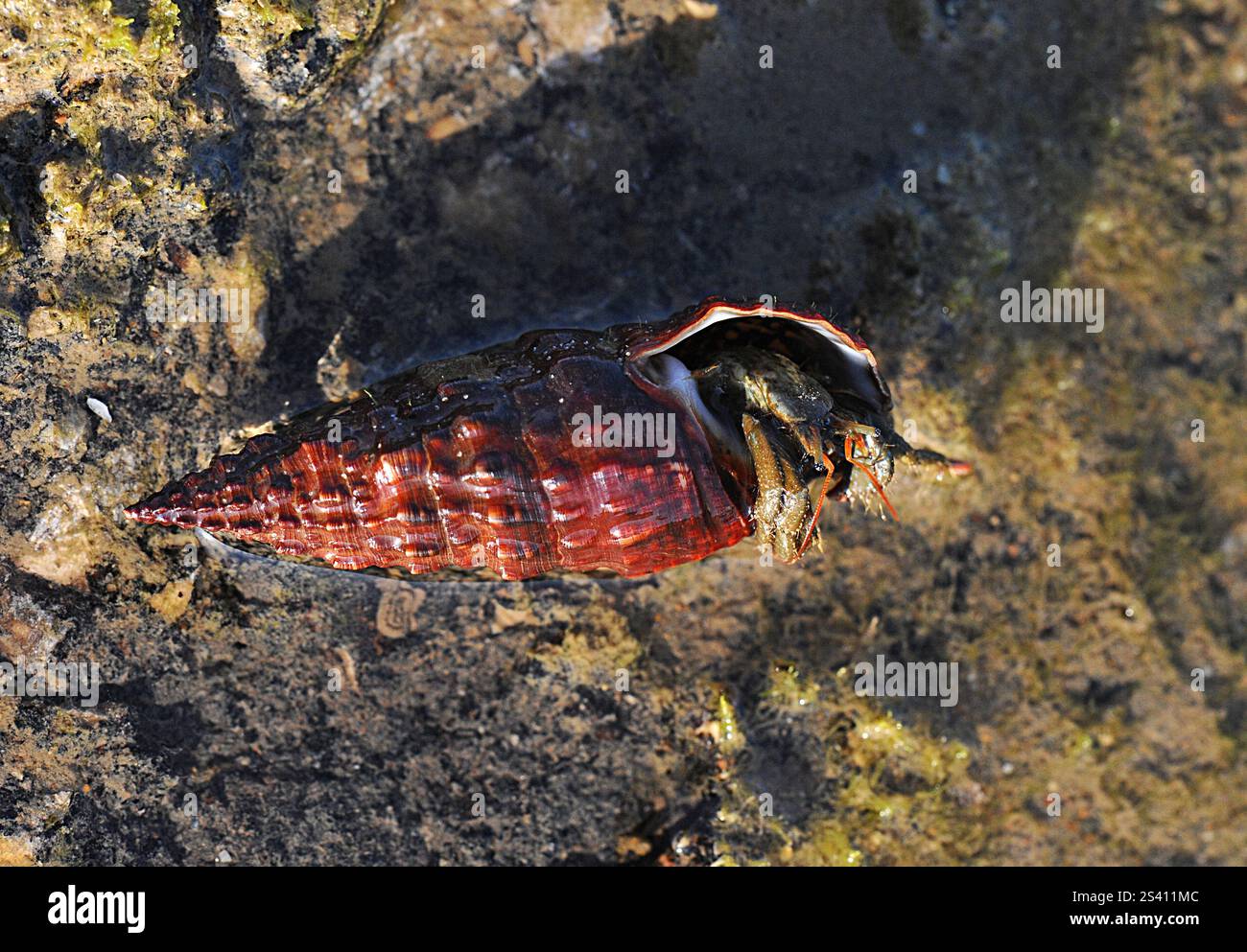 Hermit crab in shell Stock Photo - Alamy