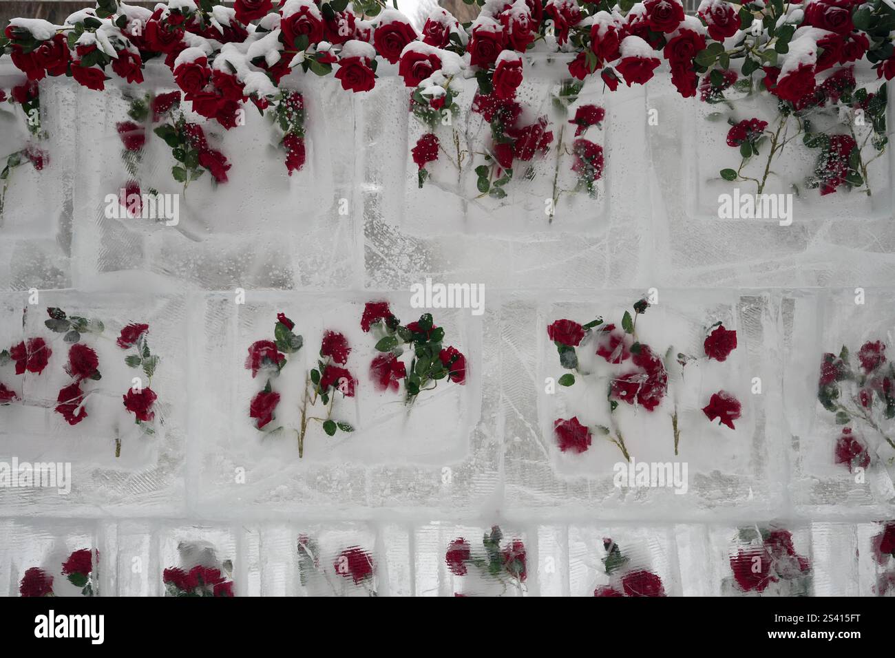 Bunches of red roses frozen in ice bricks attract many visitors in ...