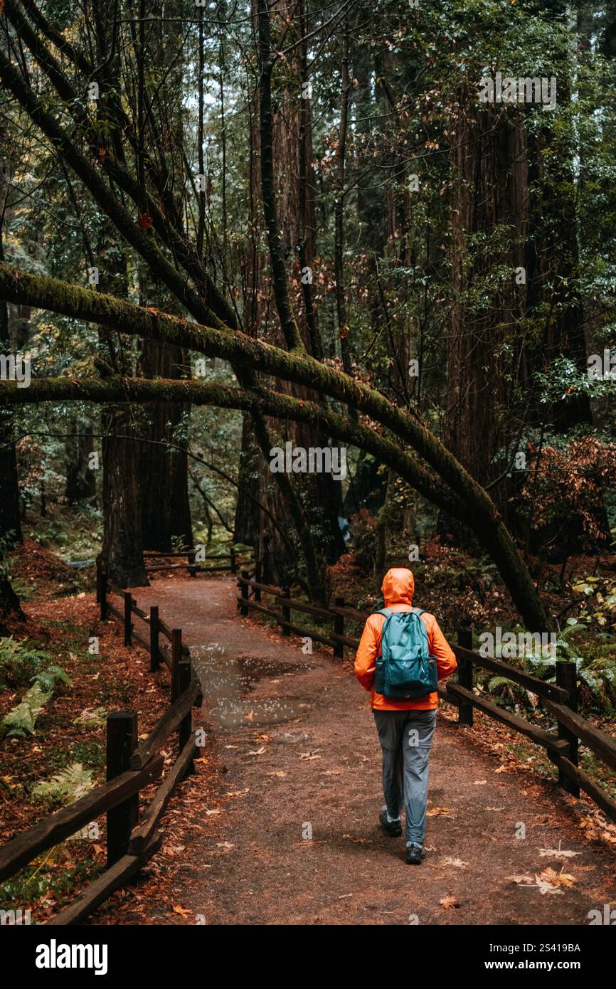 Walking on wet trail through Redwoods, Muir Woods, California Stock ...