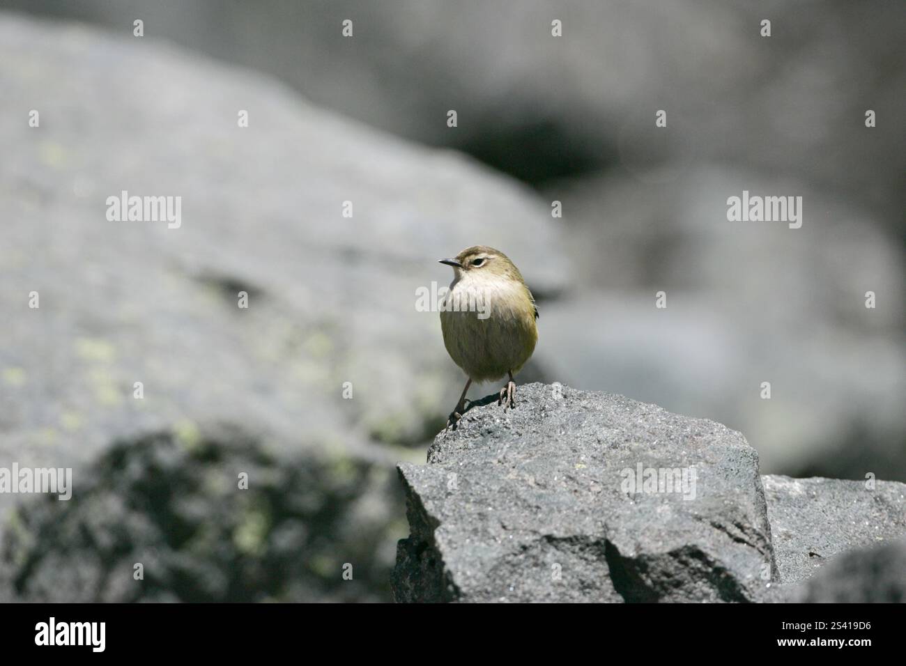 South island wren Xenicus gilviventris Upper Hollyford Valley South ...