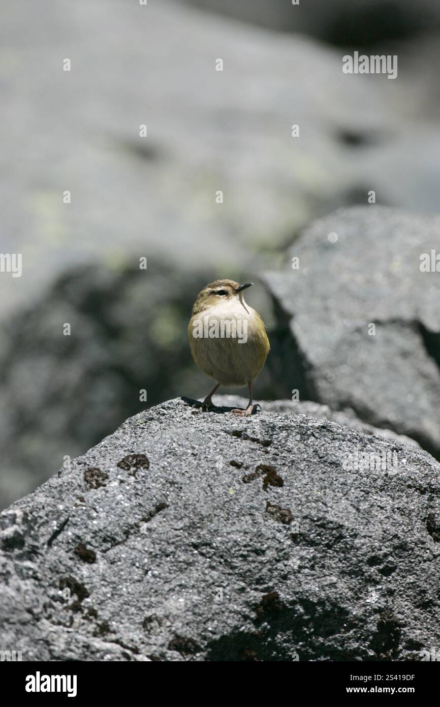 South island wren Xenicus gilviventris Upper Hollyford Valley South ...