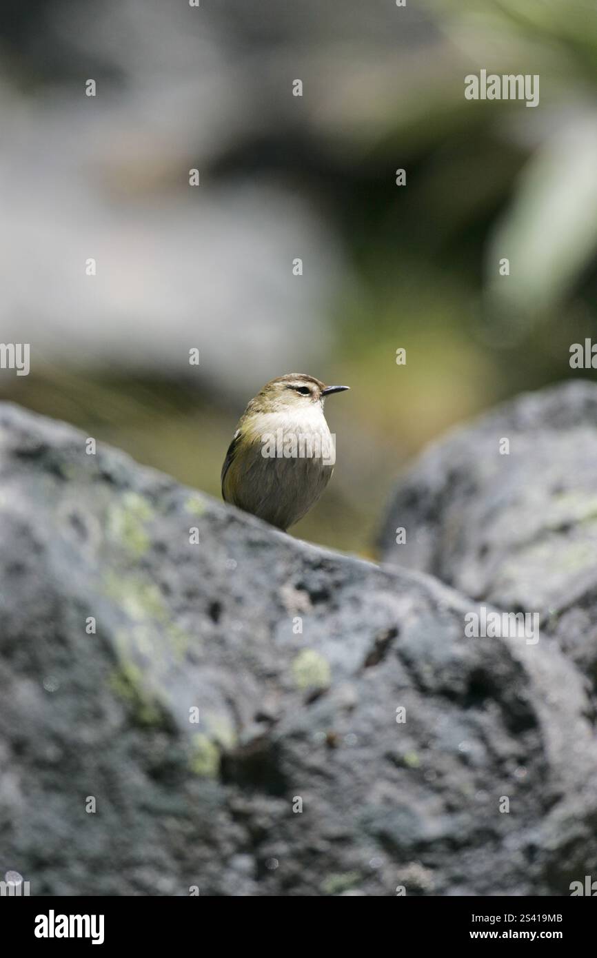 South island wren Xenicus gilviventris Upper Hollyford Valley South ...