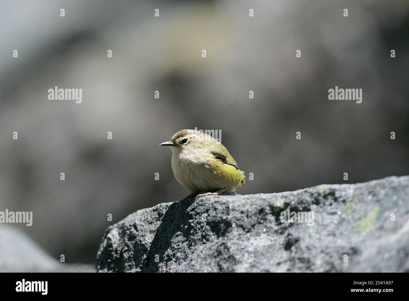 South island wren Xenicus gilviventris Upper Hollyford Valley South ...