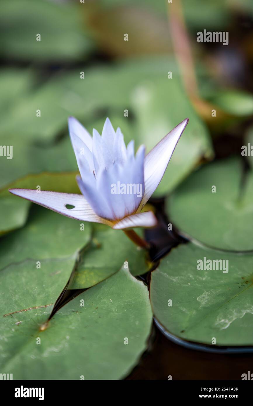 Blue water lily leaves hi-res stock photography and images - Alamy