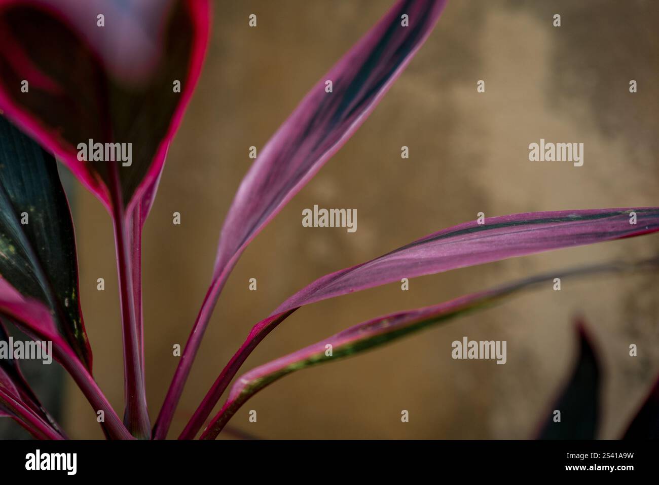 Detailed view of pink leaves with green highlights Stock Photo - Alamy