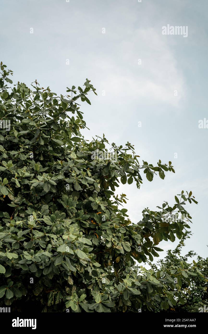 Canopy of greenery hi-res stock photography and images - Alamy