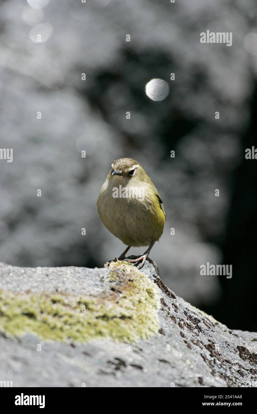 South island wren Xenicus gilviventris Upper Hollyford Valley South ...