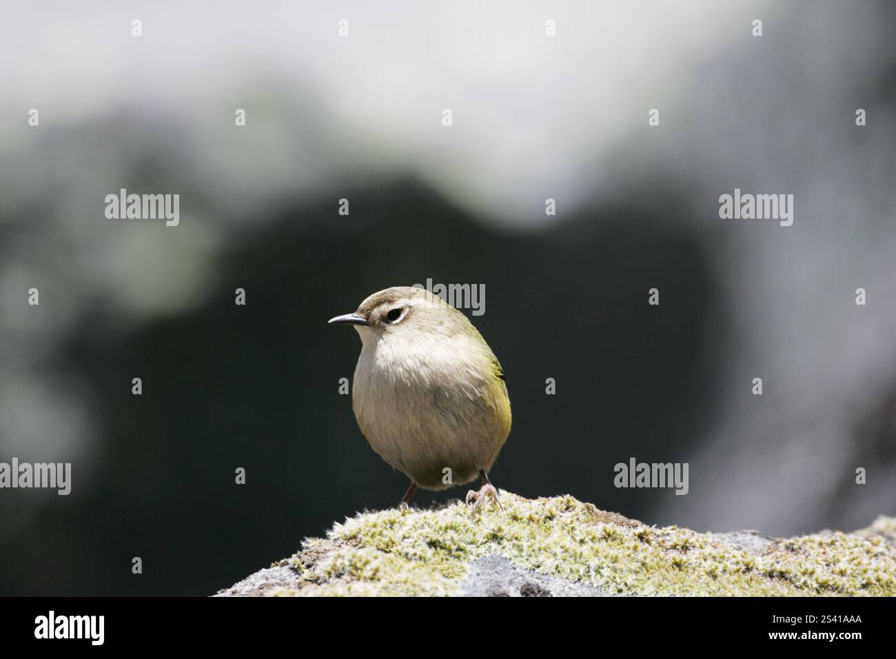 South island wren Xenicus gilviventris Upper Hollyford Valley South ...