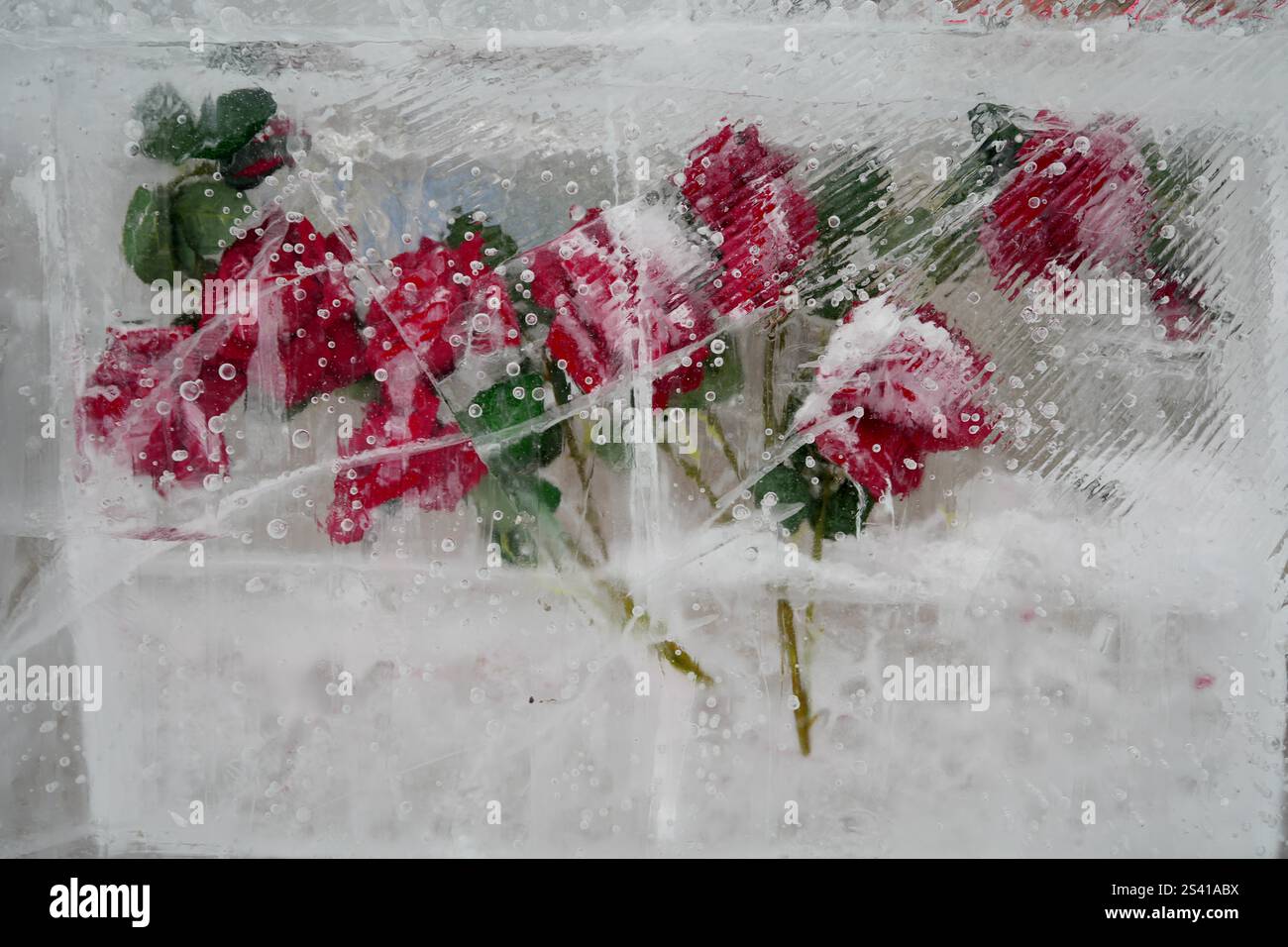 Bunches of red roses frozen in ice bricks attract many visitors in ...
