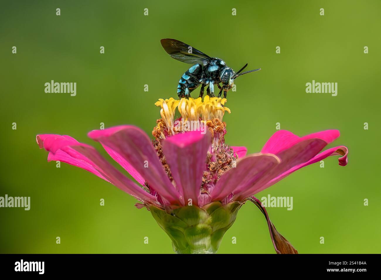 Beautiful shot bee flying hi-res stock photography and images - Alamy