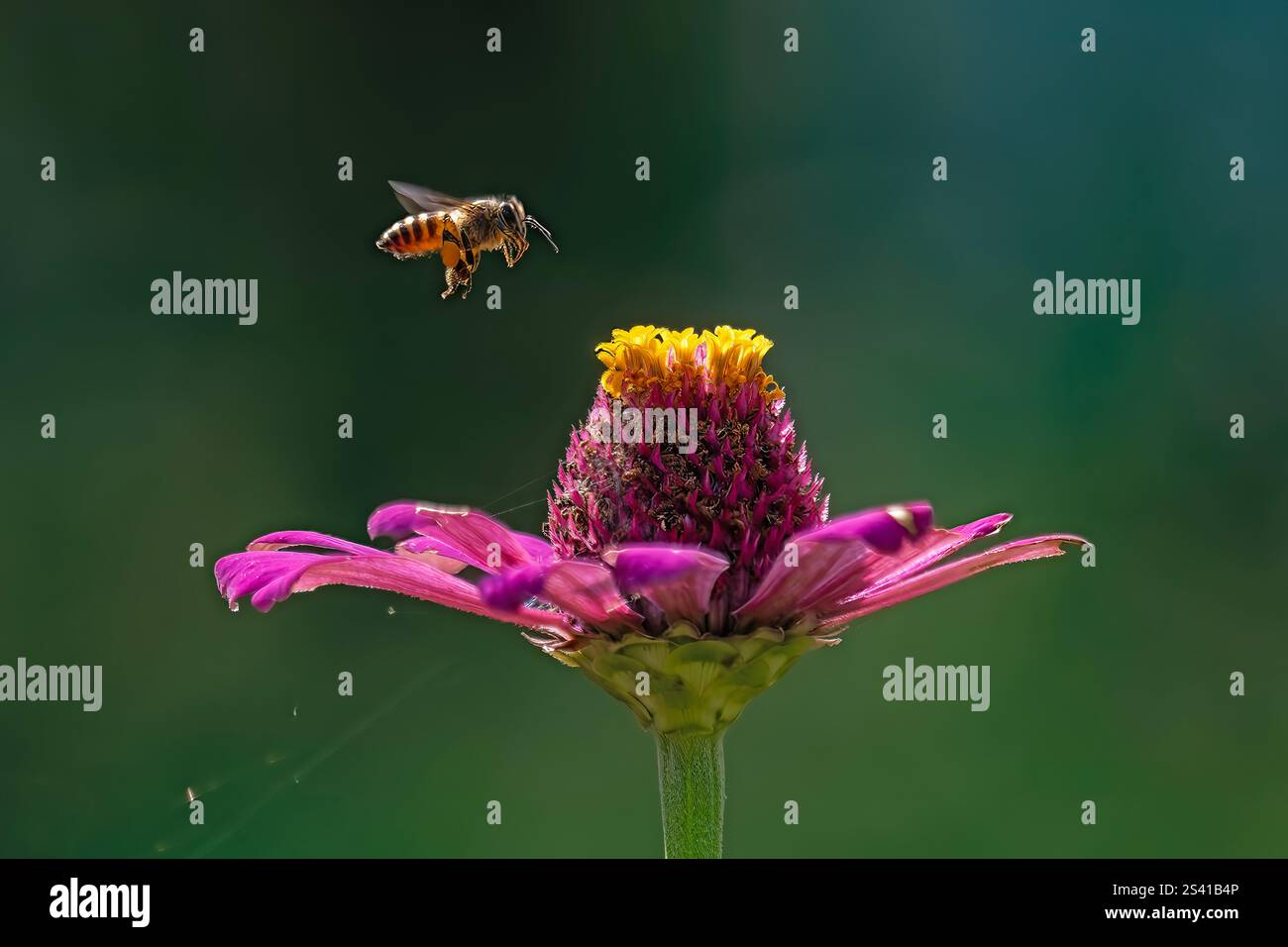 Beautiful shot bee flying hi-res stock photography and images - Alamy