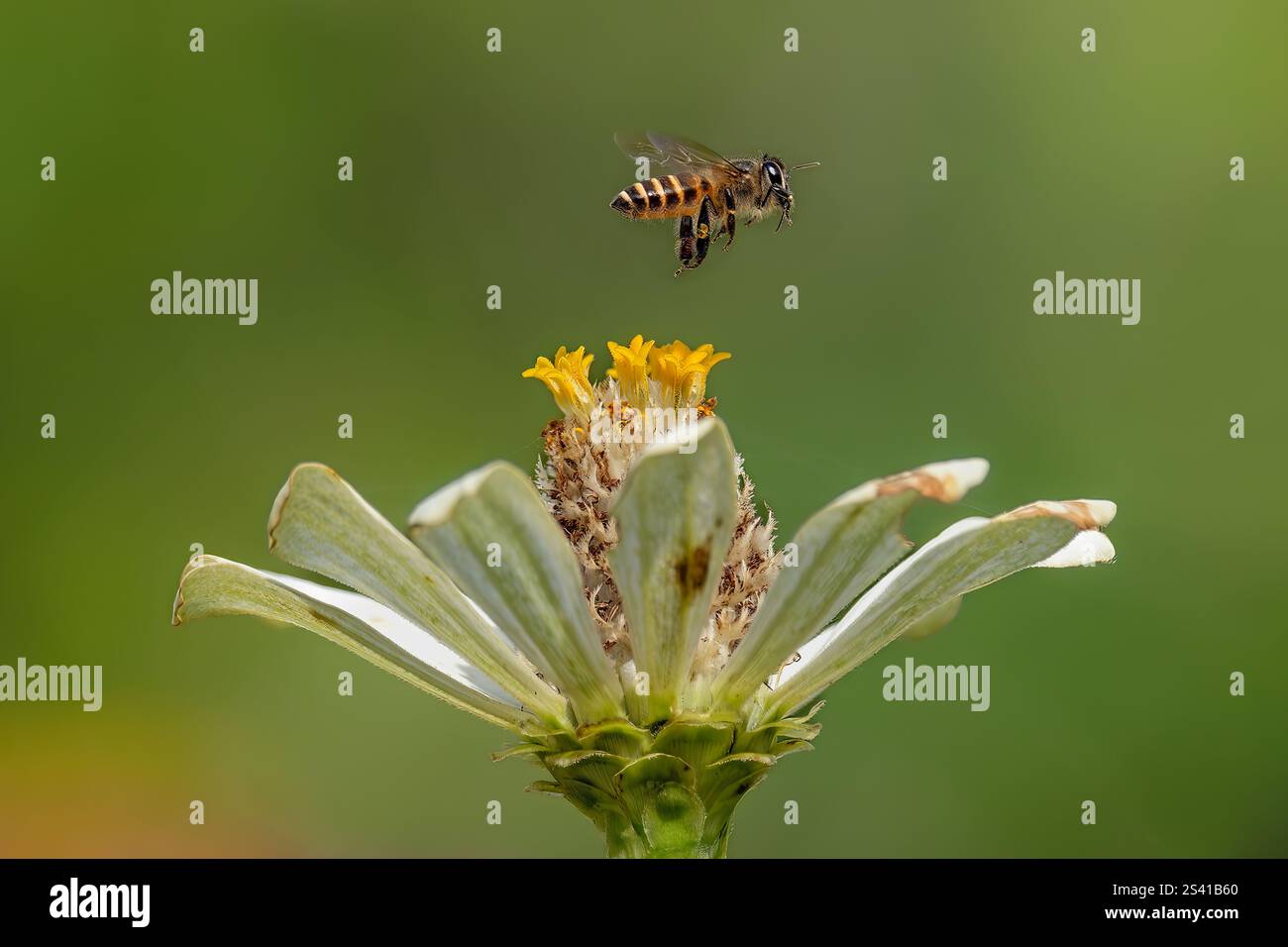 Beautiful shot bee flying hi-res stock photography and images - Alamy