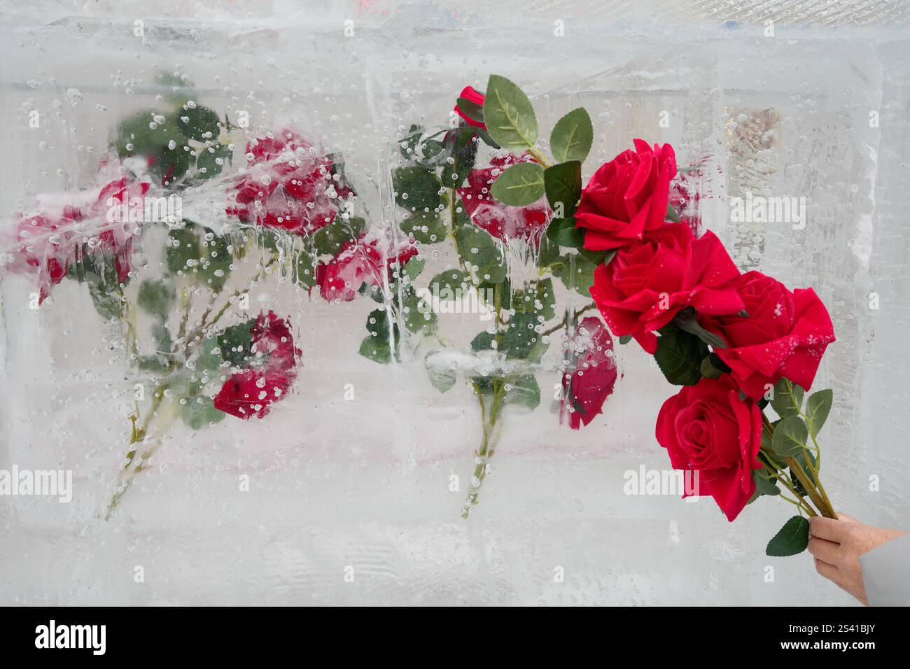 Bunches of red roses frozen in ice bricks attract many visitors in ...