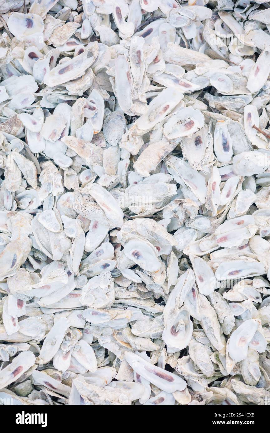 A pile of shucked oyster shells in Folly Beach, South Carolina Stock Photo - Alamy