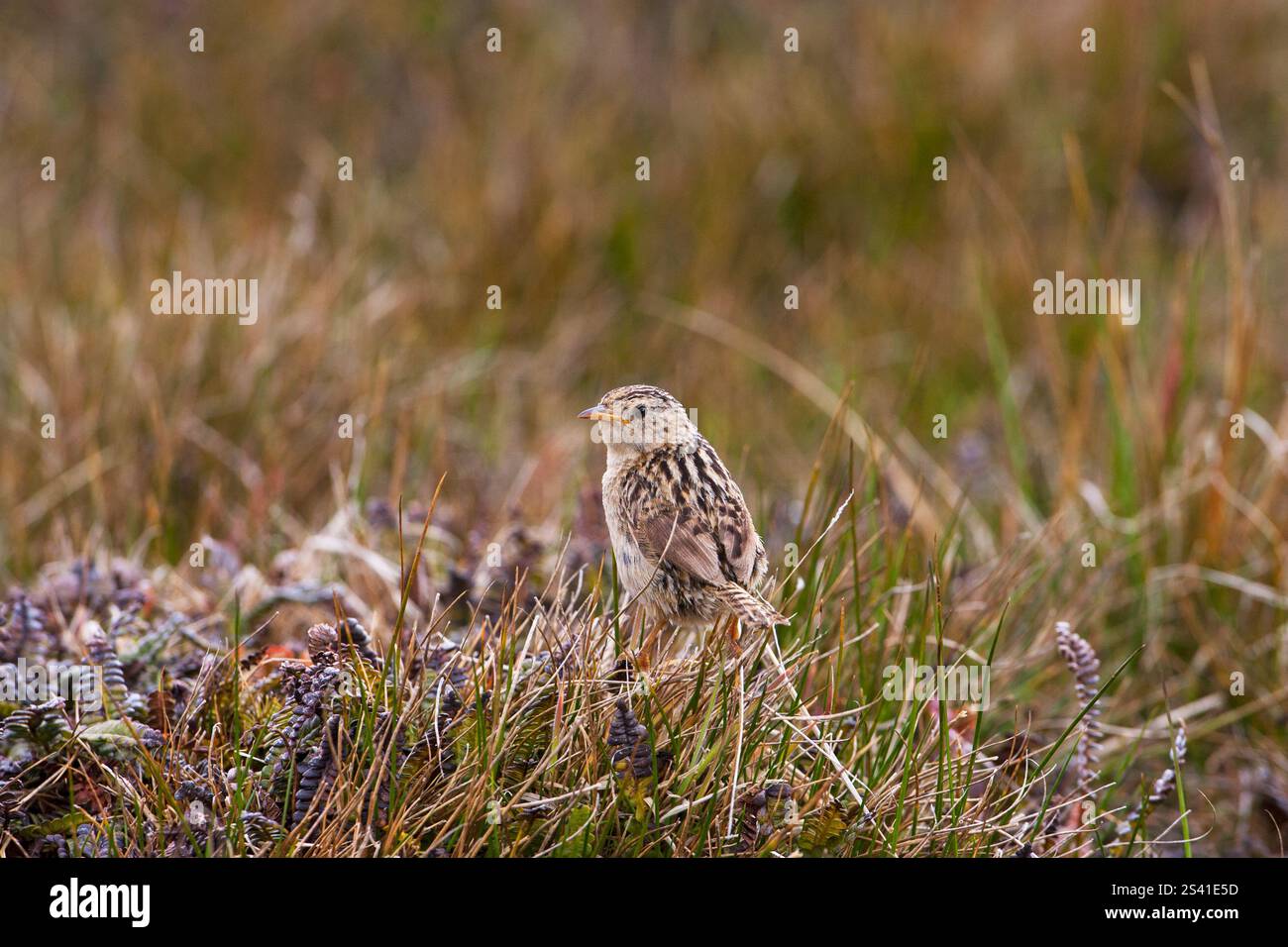 Falkland grass wren Cistothorus platensis falklandicus amongst grasses ...