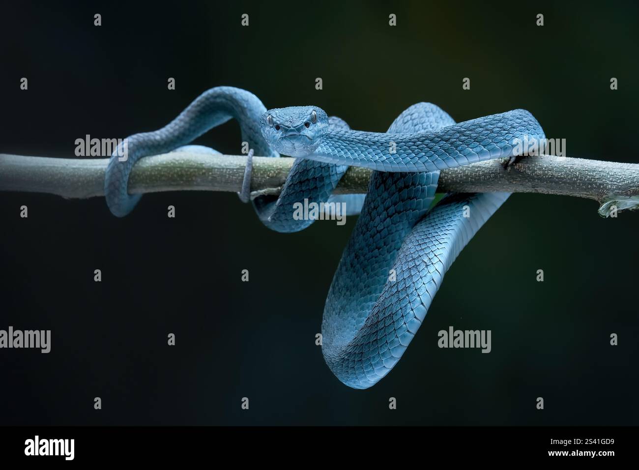 Blue insularis pit viper on branch Stock Photo - Alamy