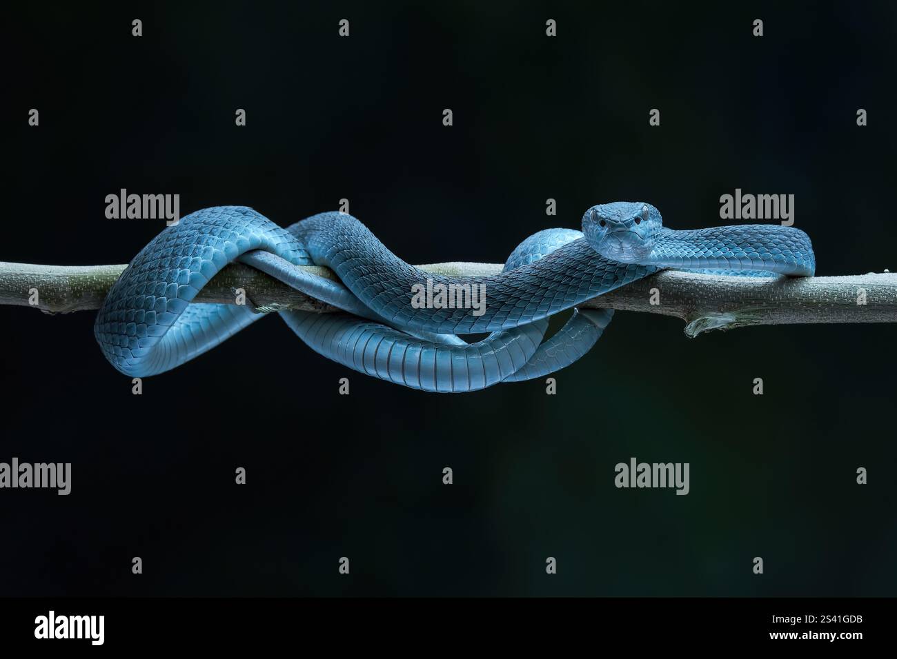 Blue insularis pit viper on branch Stock Photo - Alamy