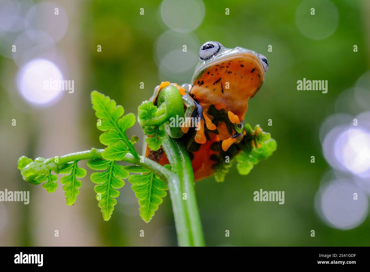 Tree frog on leaf, Gliding frog (Rhacophorus reinwardtii Stock Photo ...