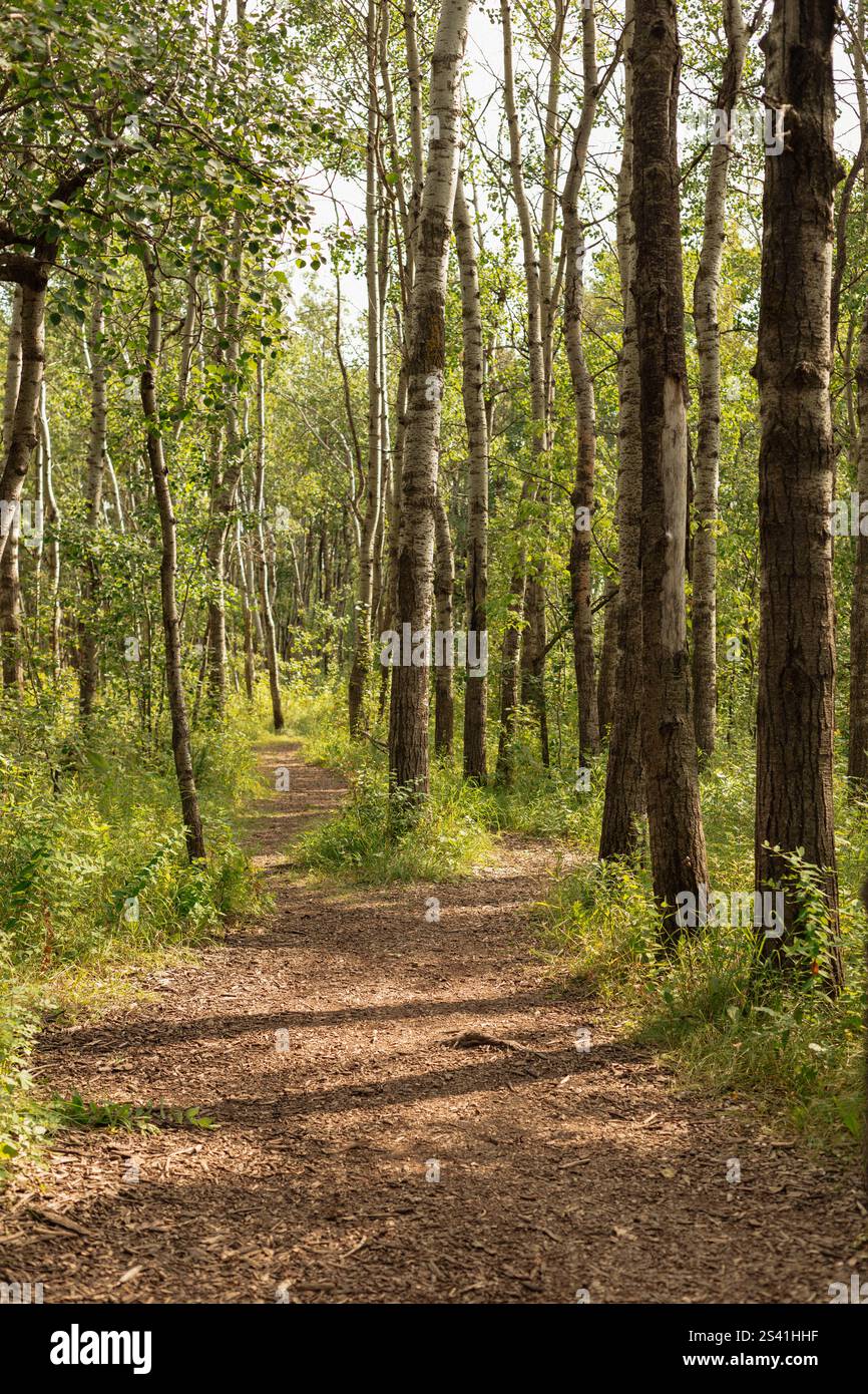 Wood chip trail through the summer forest Stock Photo - Alamy