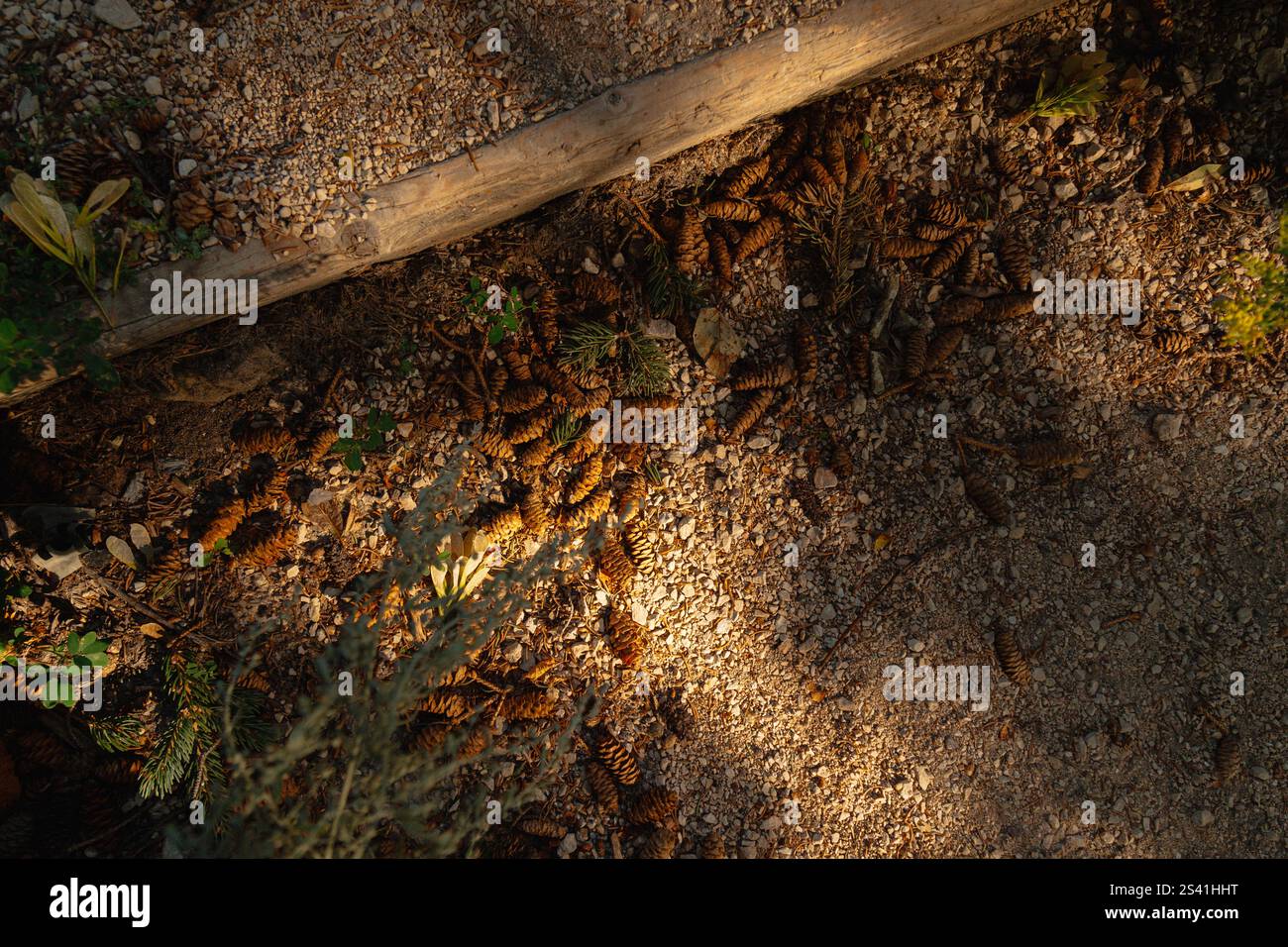 Fallen pinecones in summer light outside in nature Stock Photo - Alamy