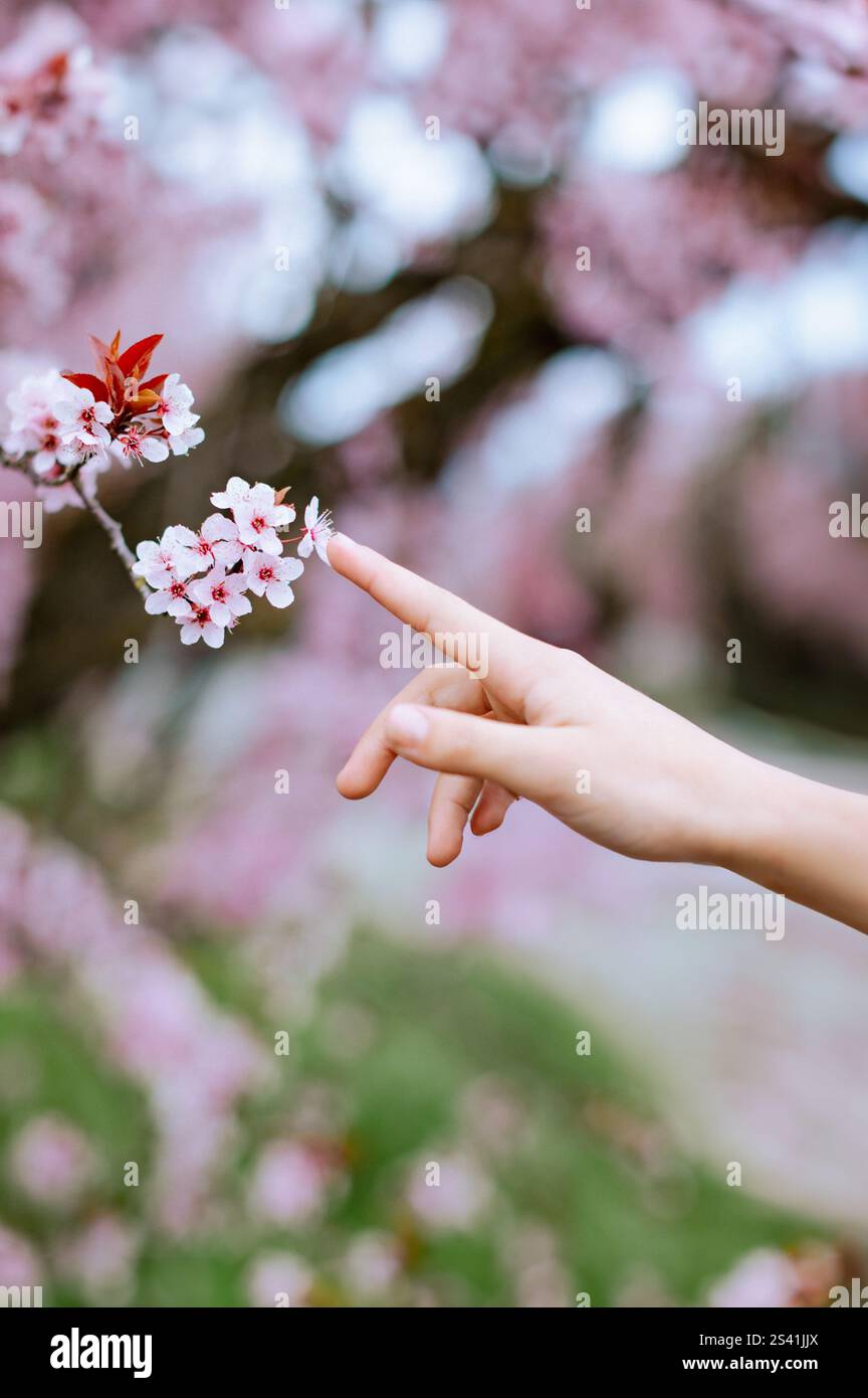 A hand gently touching blooming pink flowers on a spring branch Stock ...