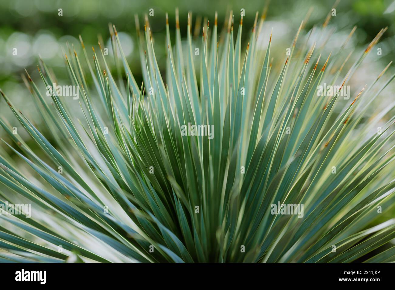 Desert plant natural natural hi-res stock photography and images - Alamy