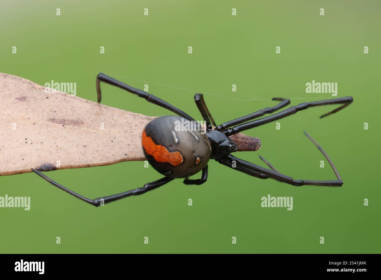 Close up macro of Australian Redback Spider Stock Photo - Alamy