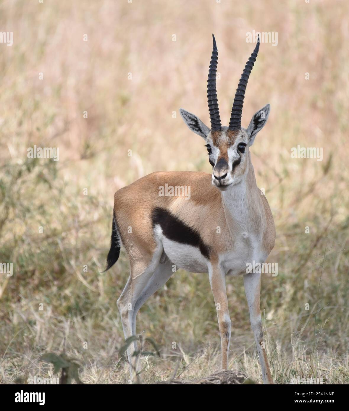 Thomson's gazelle (Eudorcas thomsonii) is one of the best known species ...