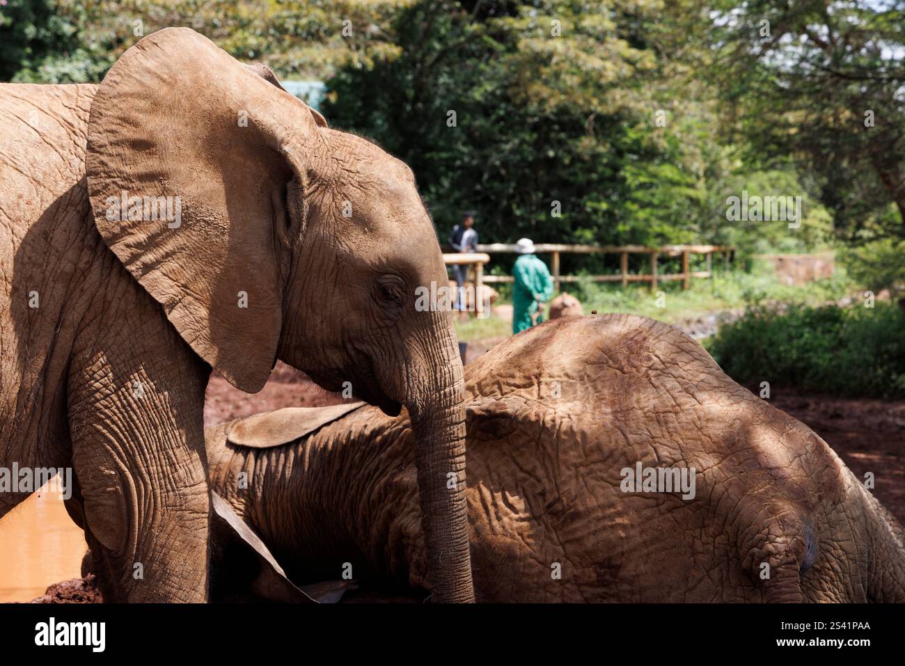 Orphaned baby elephants play at Nairobi's Sheldrick Wildlife Trust ...