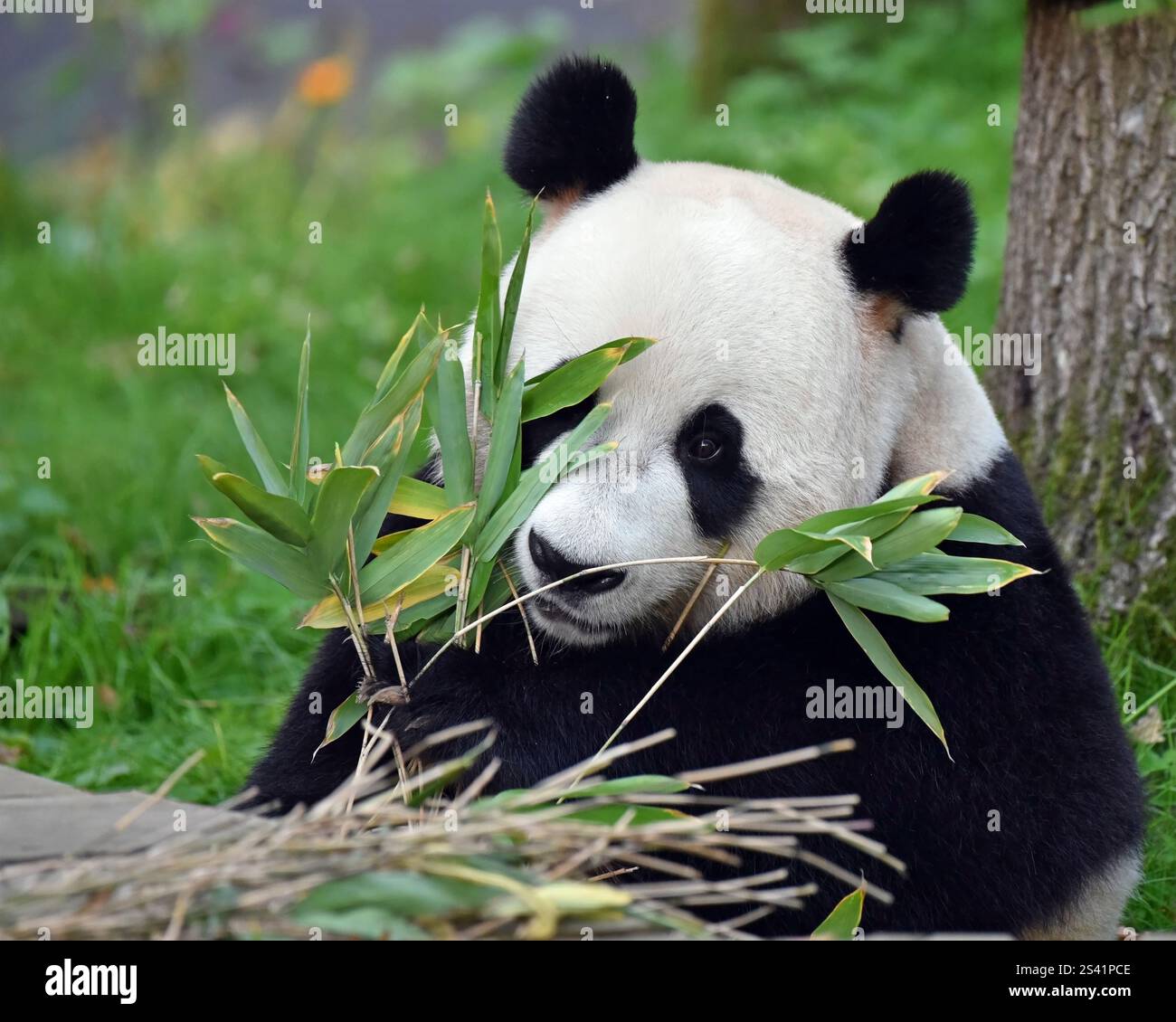 Giant panda (Ailuropoda melanoleuca), aka panda bear, eating bamboo ...