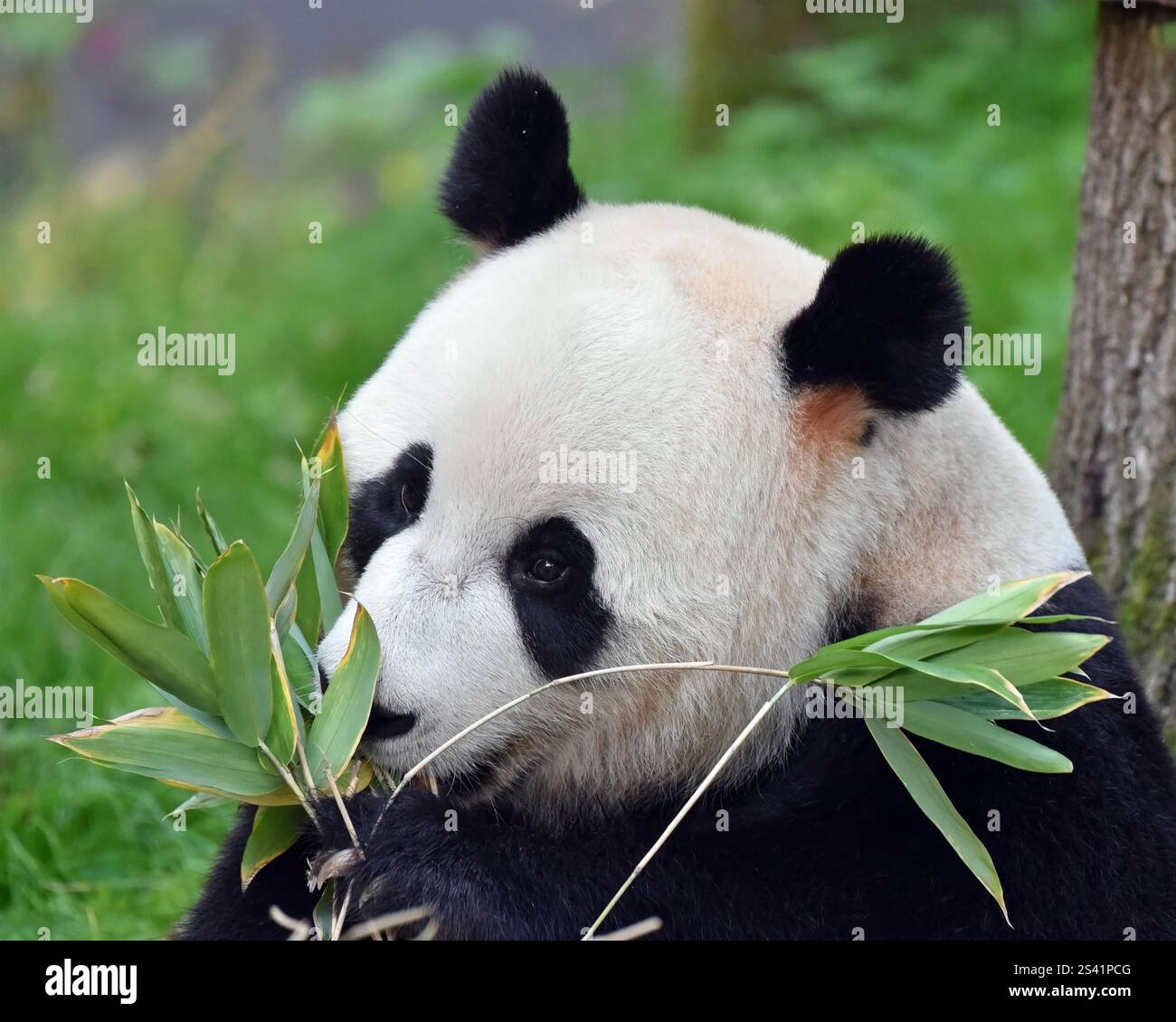 Giant panda (Ailuropoda melanoleuca), aka panda bear, eating bamboo ...