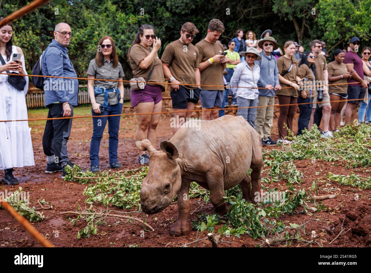 An orphaned baby rhino at the Sheldrick Wildlife Trust in Nairobi Stock ...
