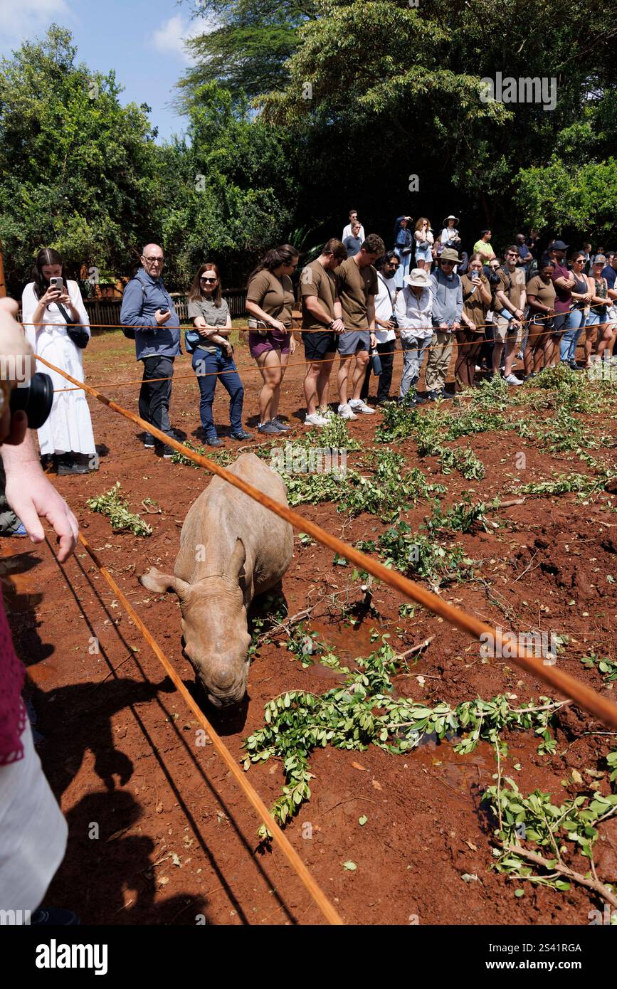 An orphaned baby rhino at the Sheldrick Wildlife Trust in Nairobi Stock ...