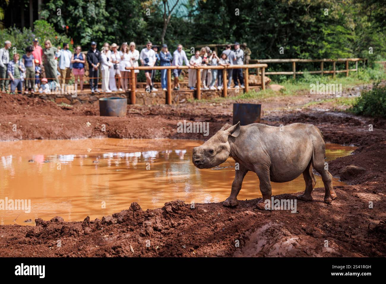 An orphaned baby rhino at the Sheldrick Wildlife Trust in Nairobi Stock ...