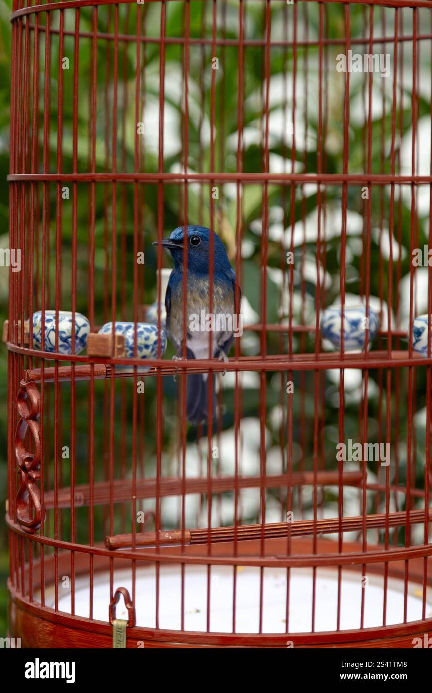 Exotic blue bird inside maroon cage at Bird Market in Hong Kong Stock ...